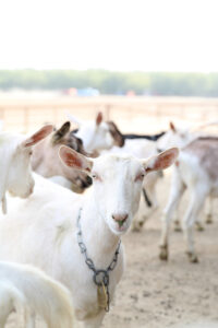 The Role of Goat Milk in the Milk Industry - Goat Journal